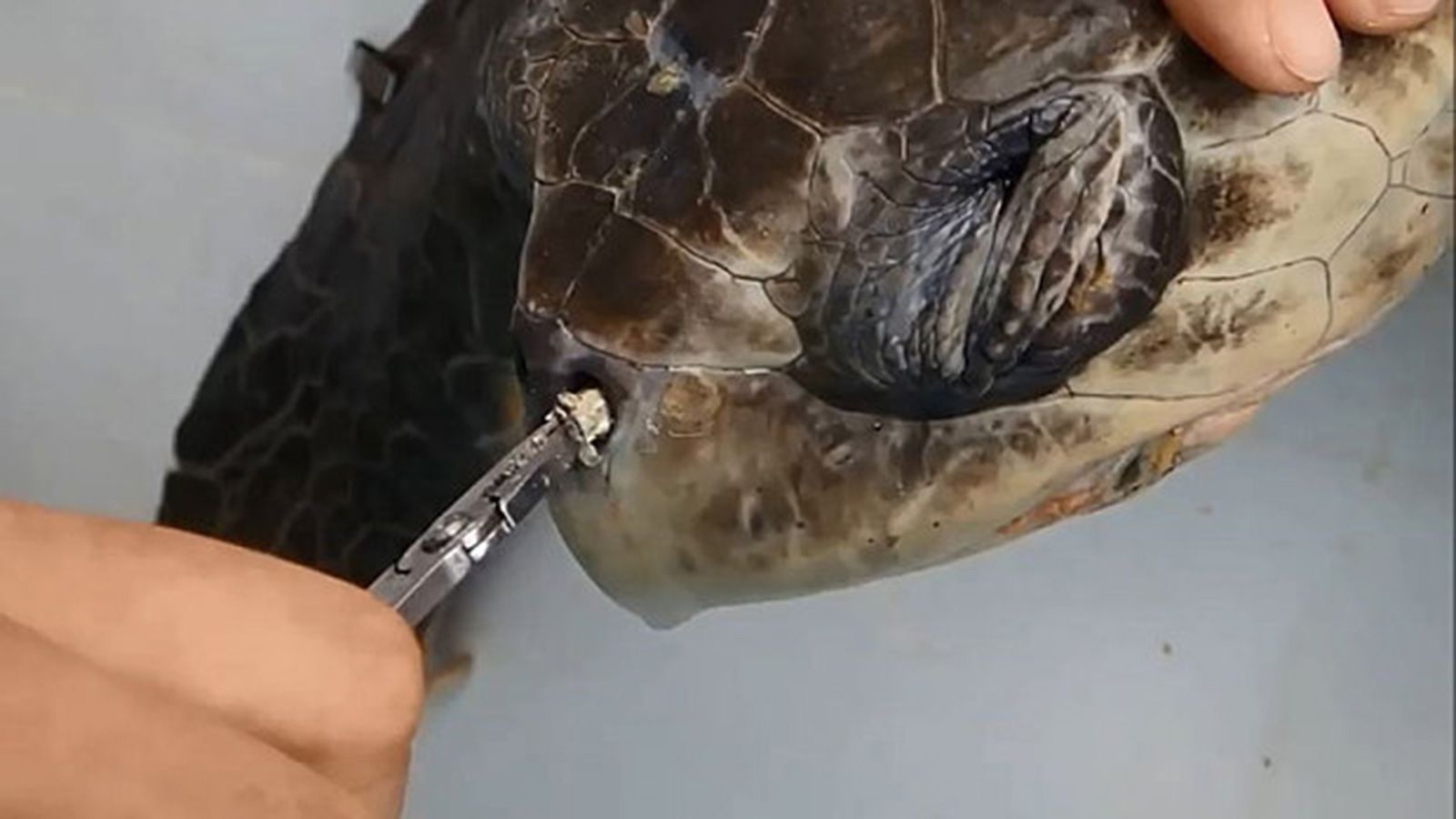 Sea turtle has excruciating operation to remove plastic straw from its ...
